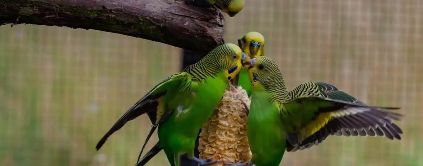 Animal Experiences | Turtle Back Zoo